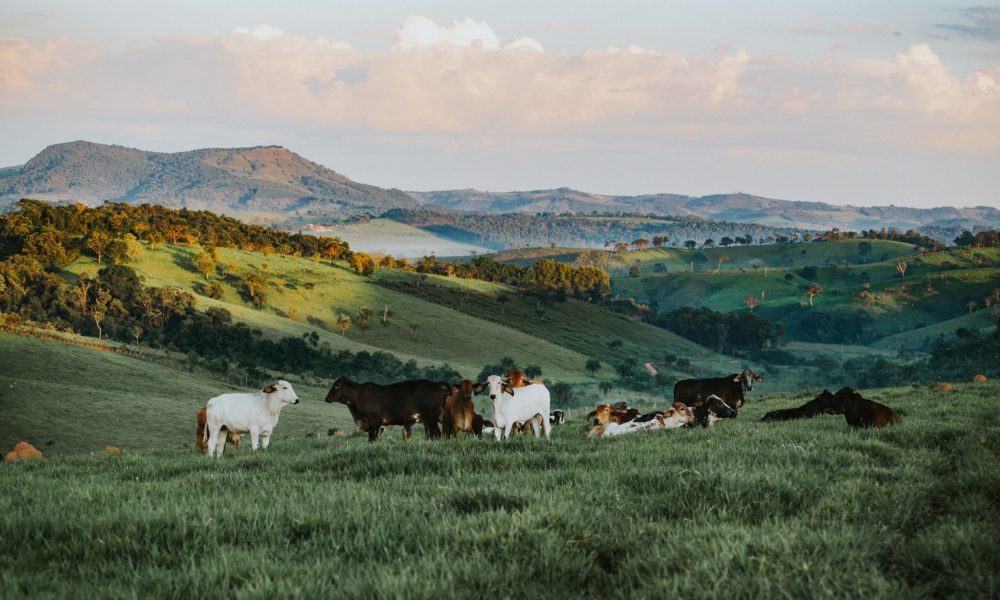 Creative farming ideas from Europe - Grandmasterglobal Blog