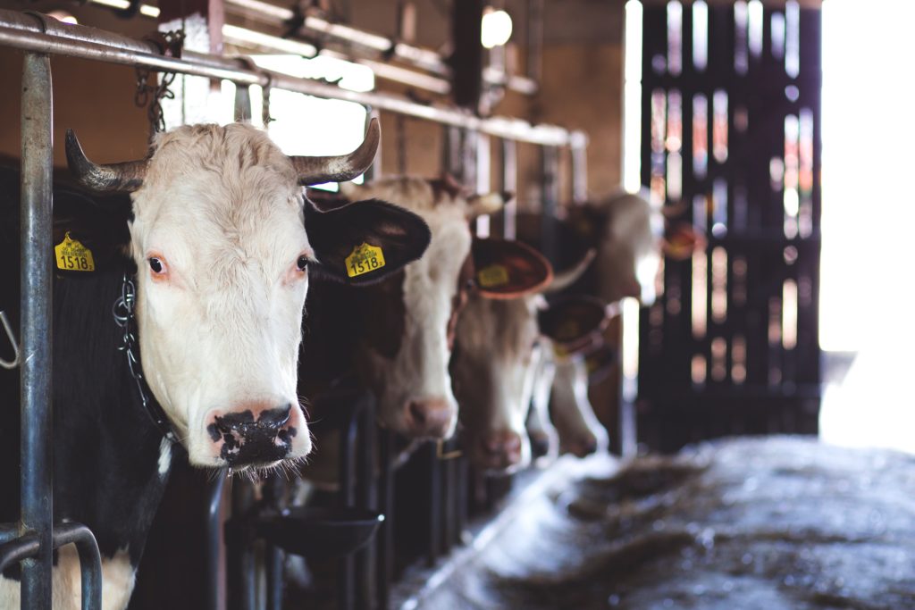 Dairy management in 2019 - Grandmasterglobal Blog