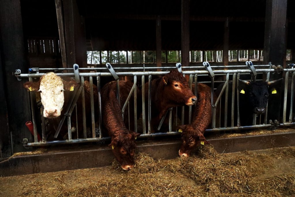 Essential Knowledge for Starting a Succesful Cattle Farming | Blog