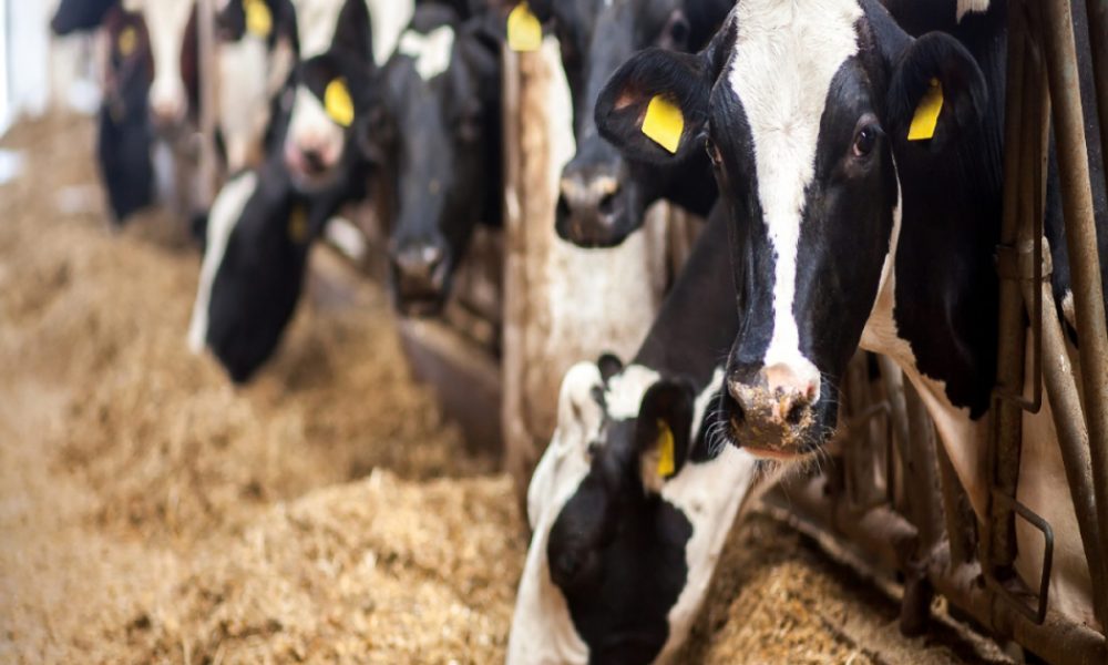 Crops used for animal feed and its benefits - Grandmasterglobal Blog