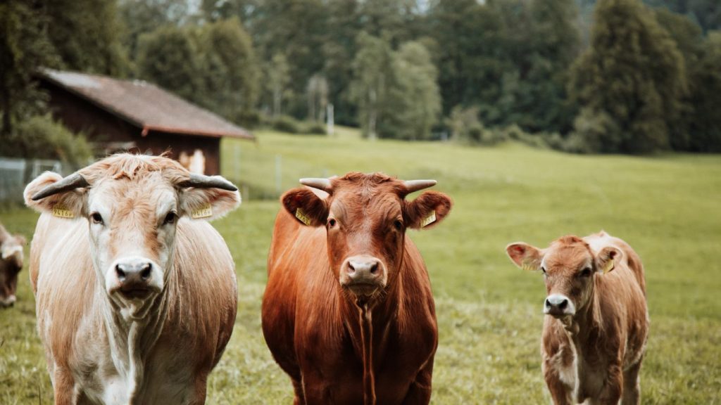 How to Manage Heat Stress in Cattle | Grandmasterglobal Blog