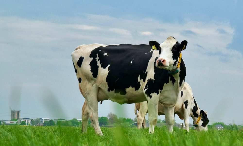 Top Uses, Characteristics and Origin of Holstein Cows