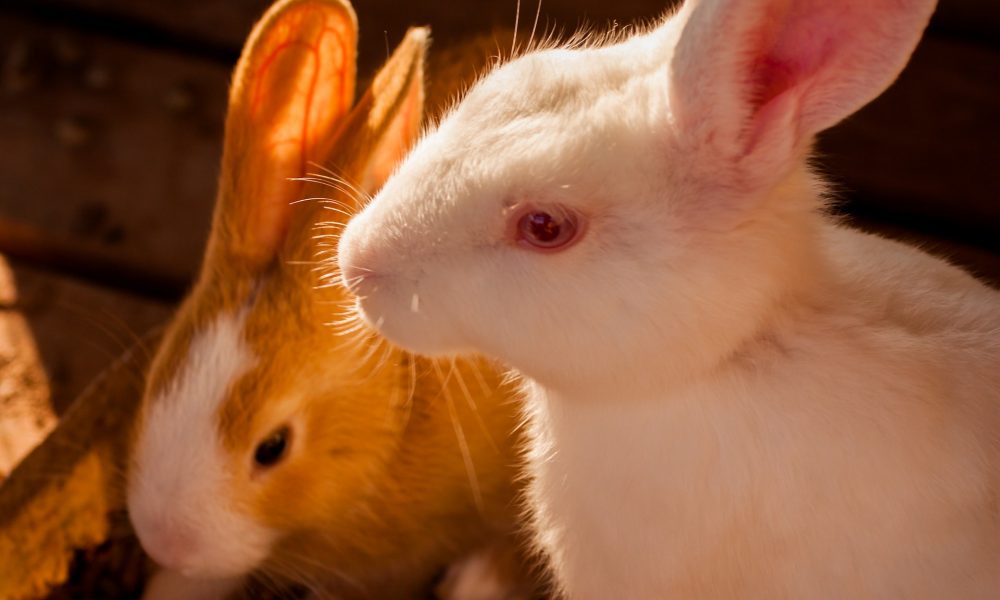 Guidelines for Caring a Domestic Rabbit | Blog