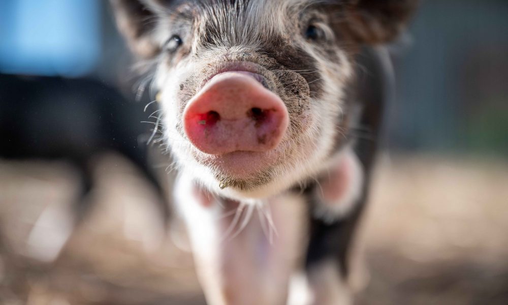 Tips for Caring your Guinea Pigs |Grandmasterglobal Blog