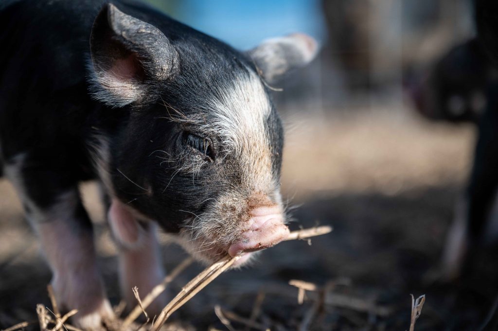 Pig Feeding Essentials: Optimal Tips for Growth and Health.