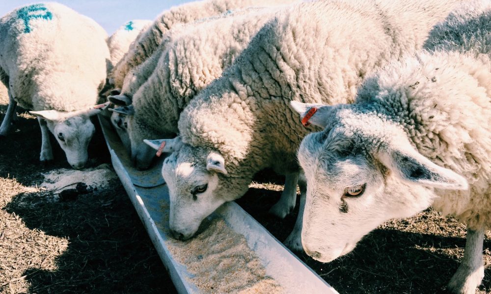 Optimizing Sheep Feed: Essential Nutrients and Feeding Strategies for a ...